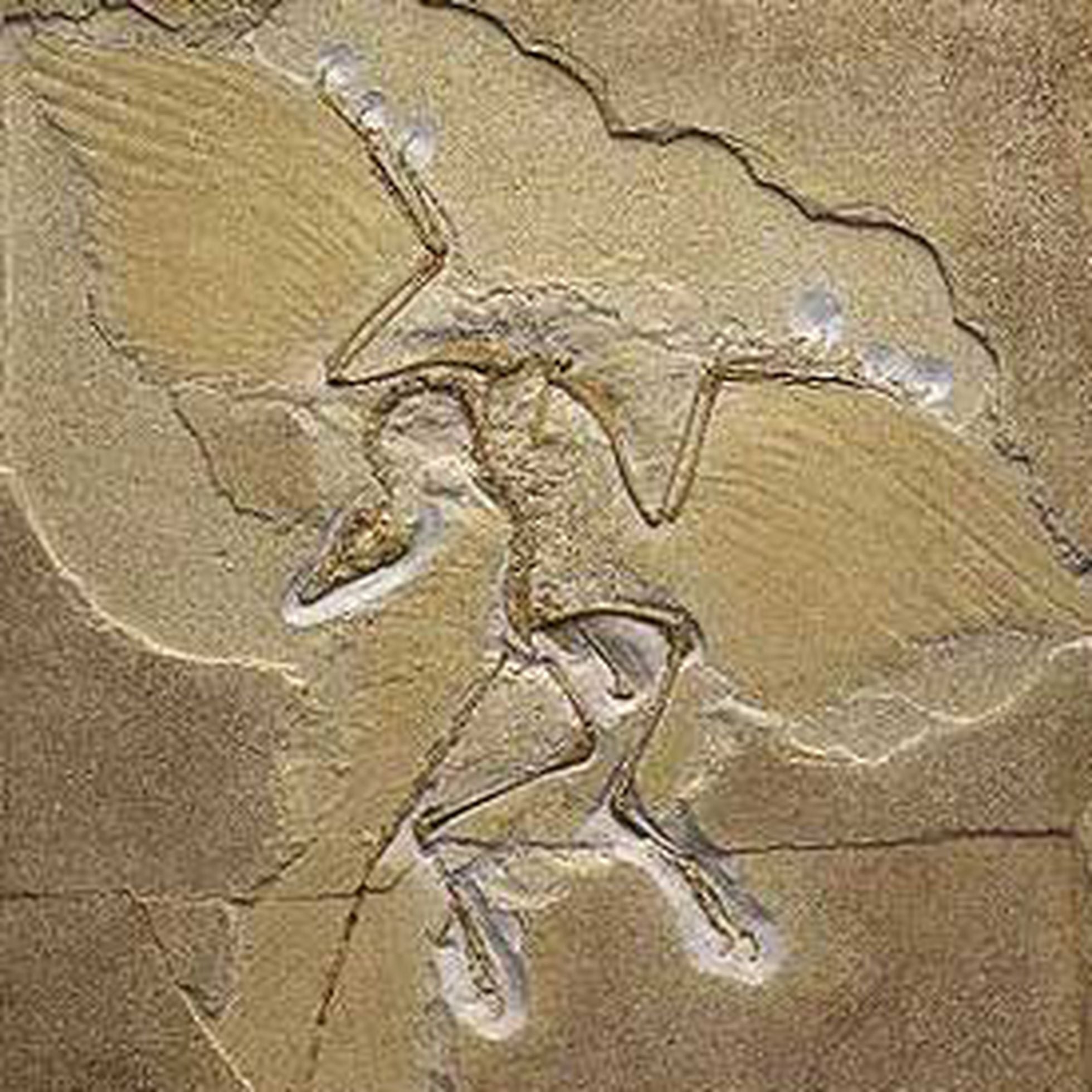 Un grupo de científicos asegura que el ave más primitiva podía volar ...