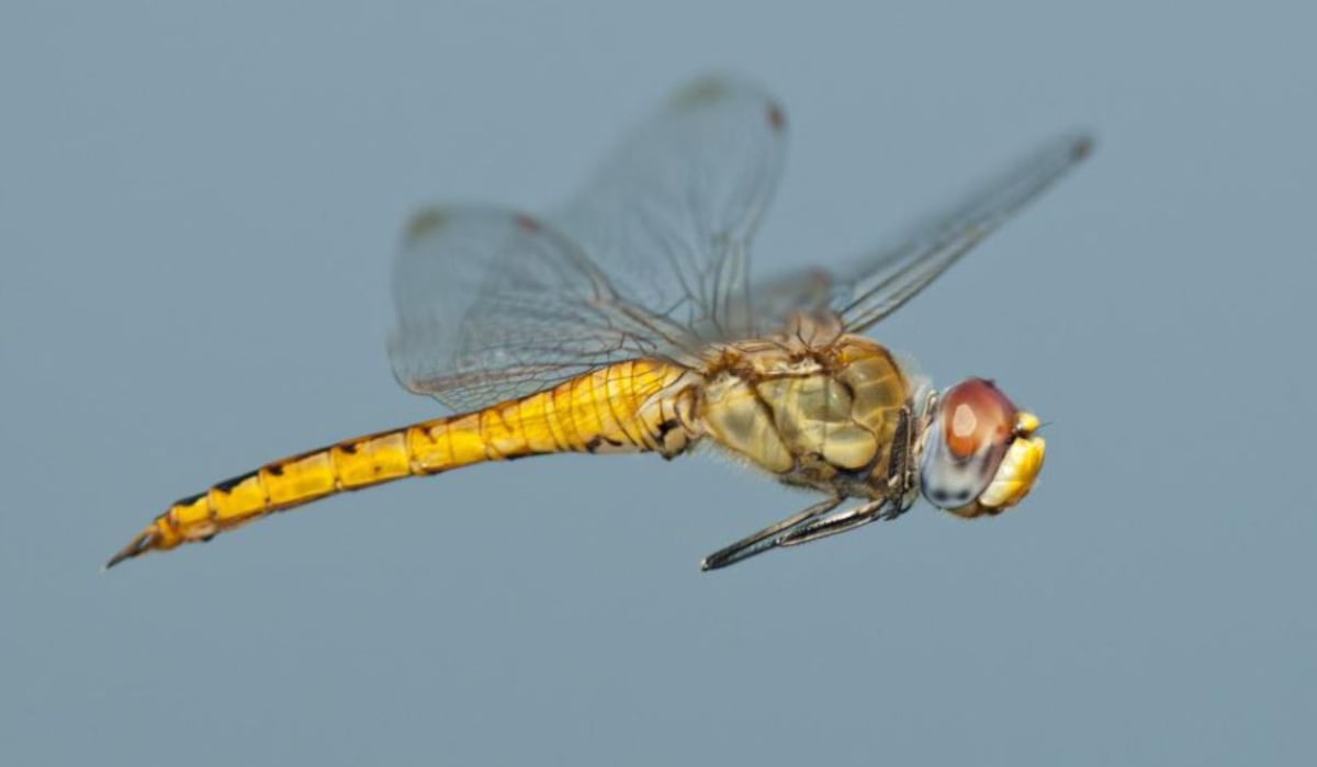 Así es el viaje del insecto que recorre la distancia más larga del ...