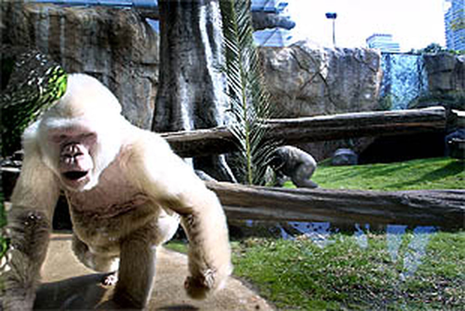 'Copito de Nieve' y su familia estrenan 'casa' reformada | Cataluña ...