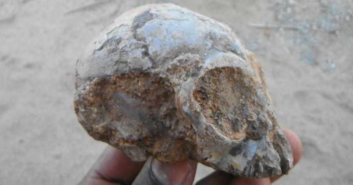 Así pudo ser el ancestro común de simios y humanos | Ciencia | EL PAÍS