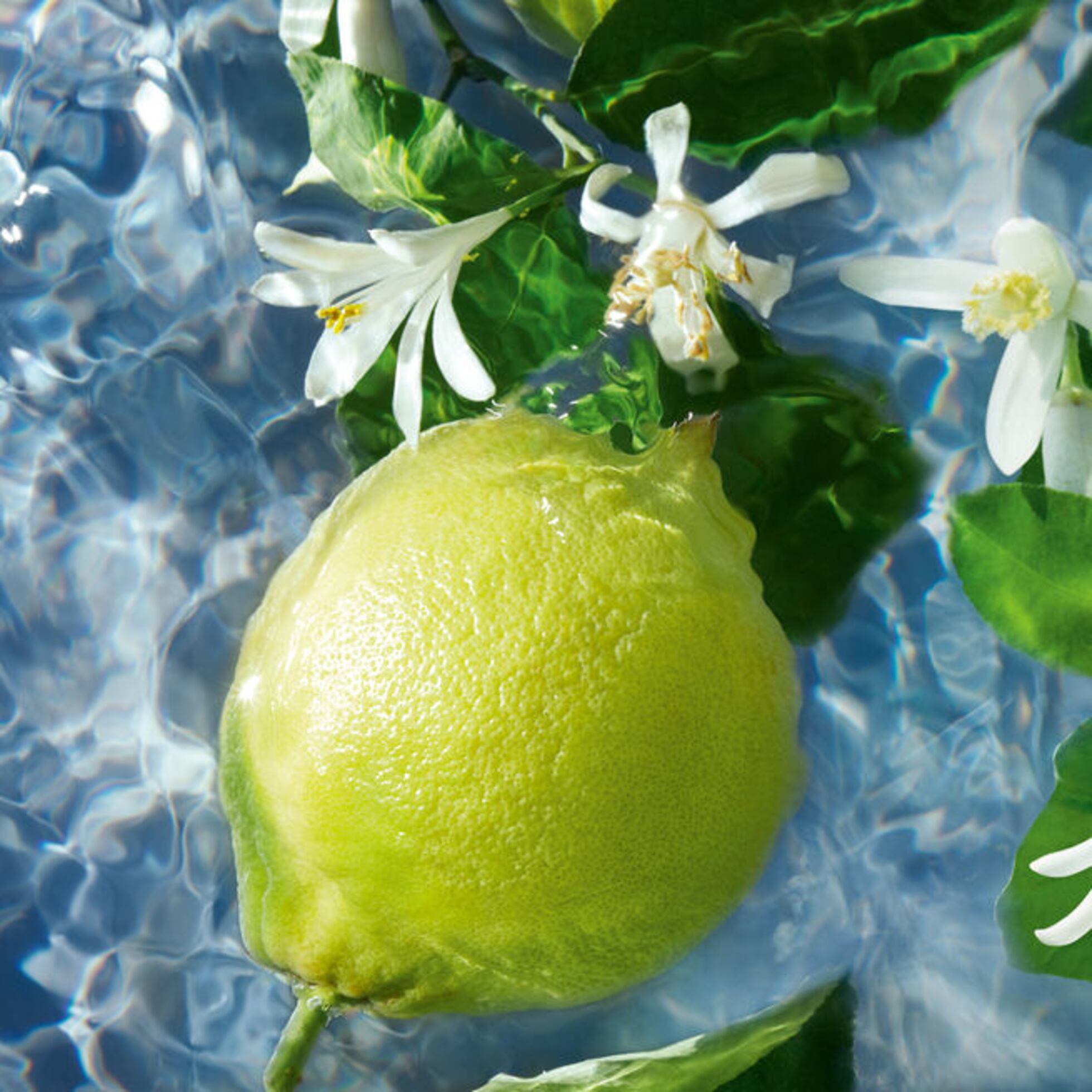 Olor a limpio, a limón italiano y a Mediterráneo: ¿por qué los perfumes ...