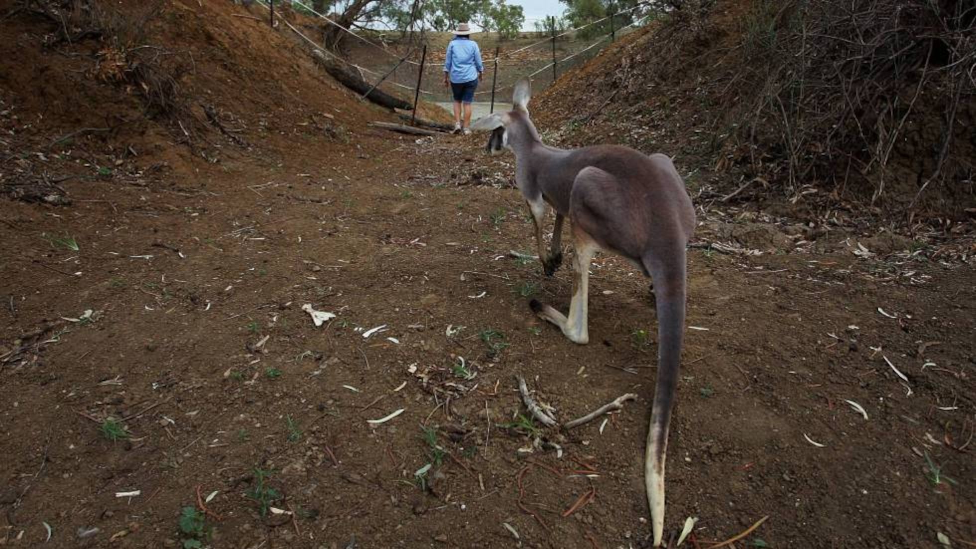 Un canguro ataca a su familia de cuidadores en Australia y los deja ...