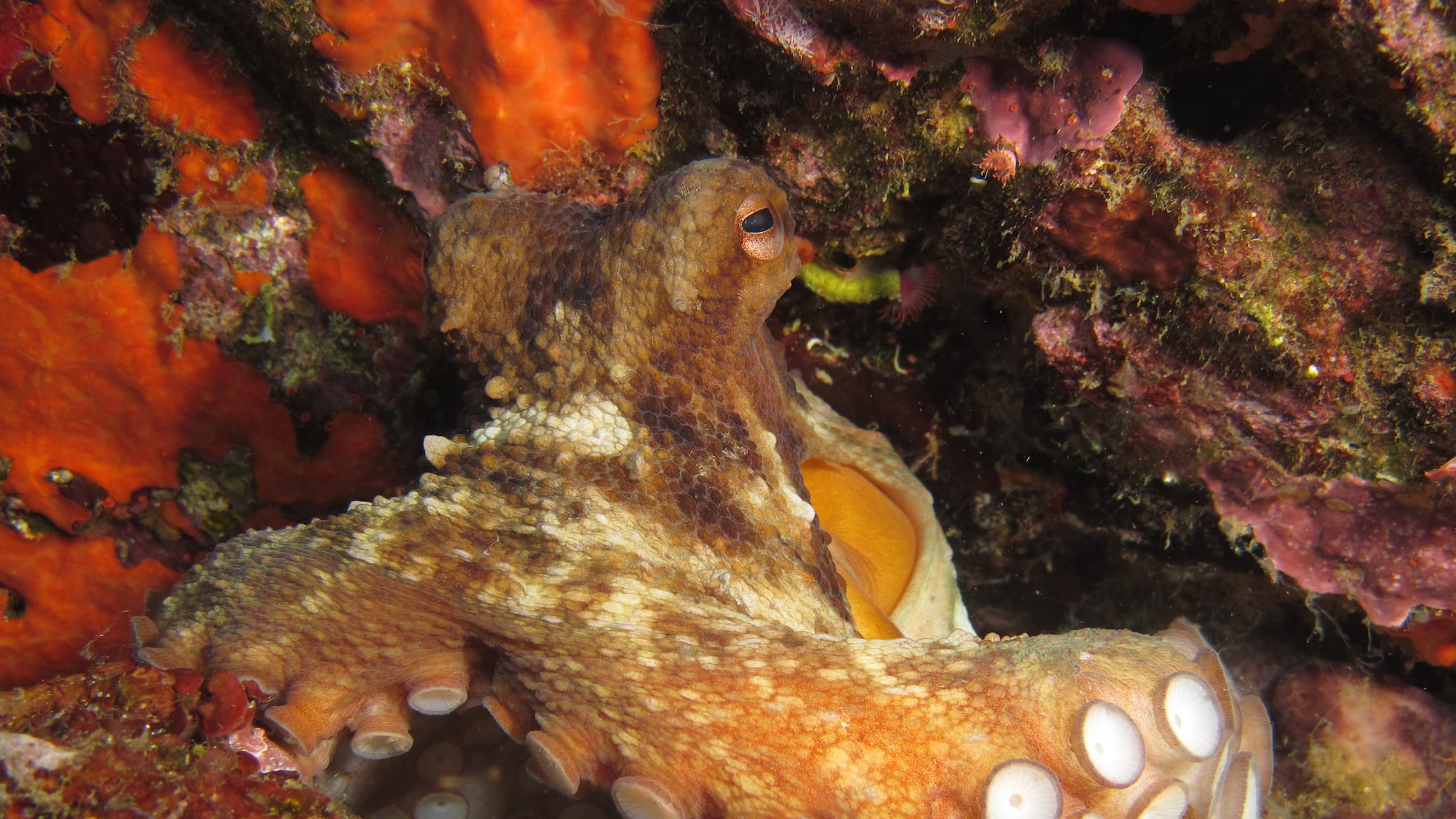 Guía del pulpo: características, hábitat y comportamiento - Delicias del Mar