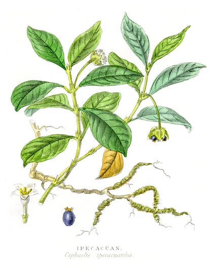 Ipecacuana, la planta que mató a Karen Carpenter, la estrella consumida ...