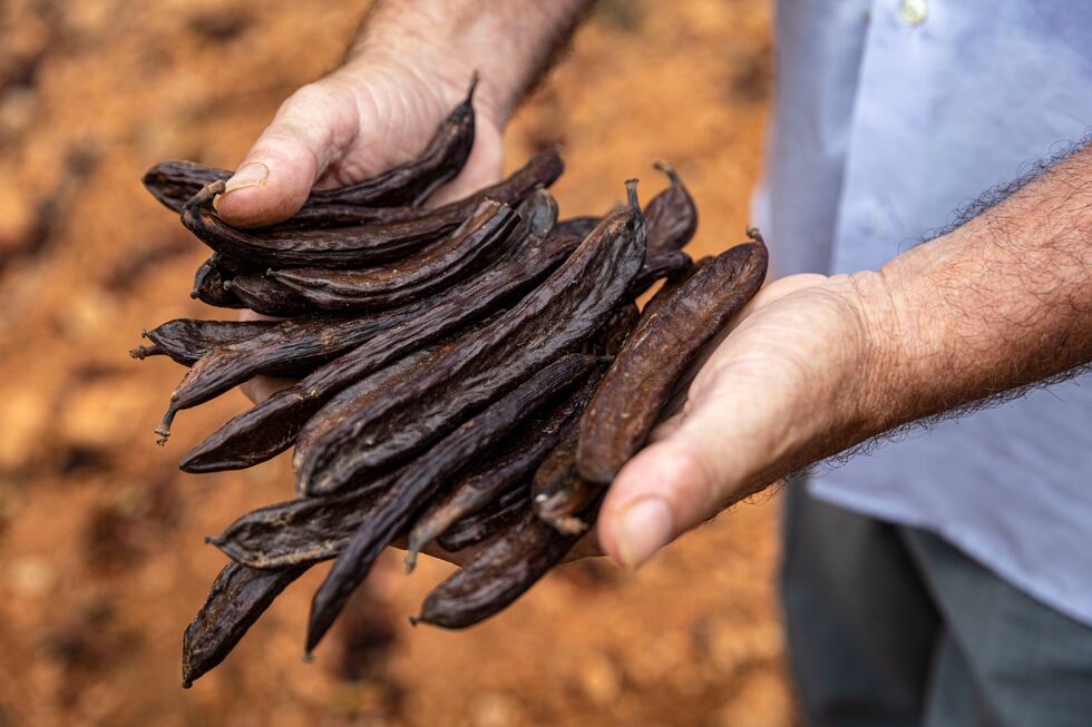 La algarroba, el nuevo azafrán: de pienso para el ganado a ...