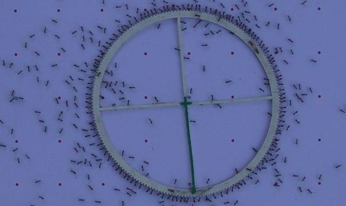 Cómo organizar a las masas: las lecciones de las hormigas | Ciencia ...