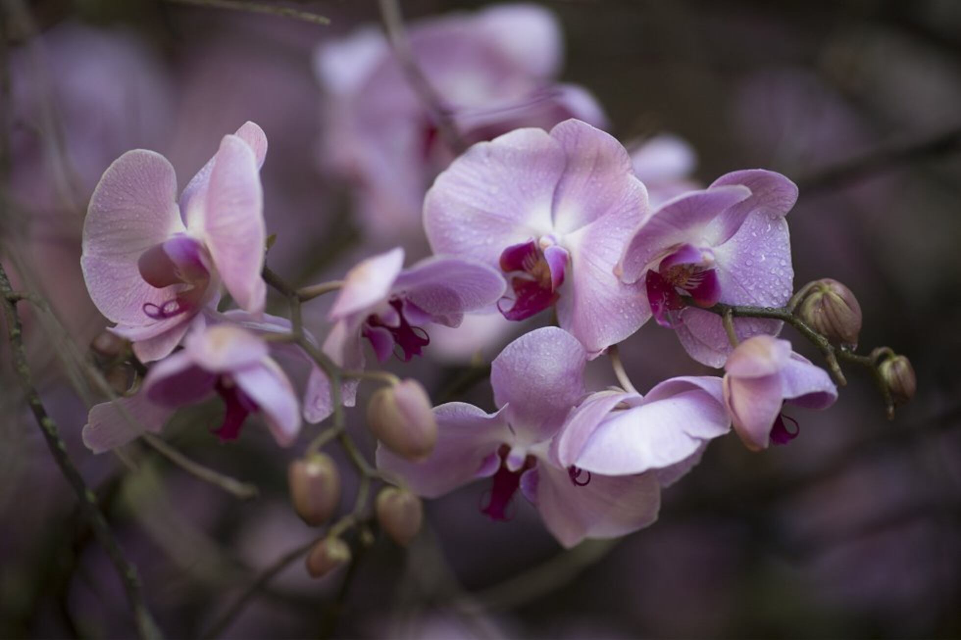 Córdoba acoge el primer certamen internacional de flores, FLORA | Fotos ...