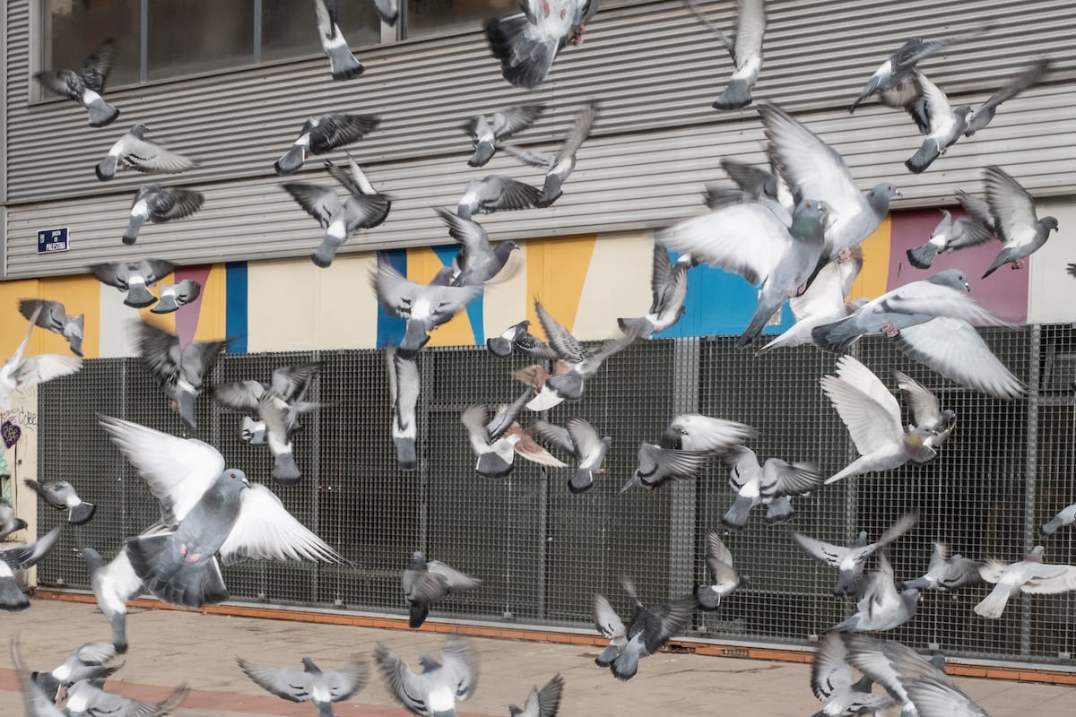 1.000 palomas por unas migajas de pan | Madrid | España | EL PAÍS
