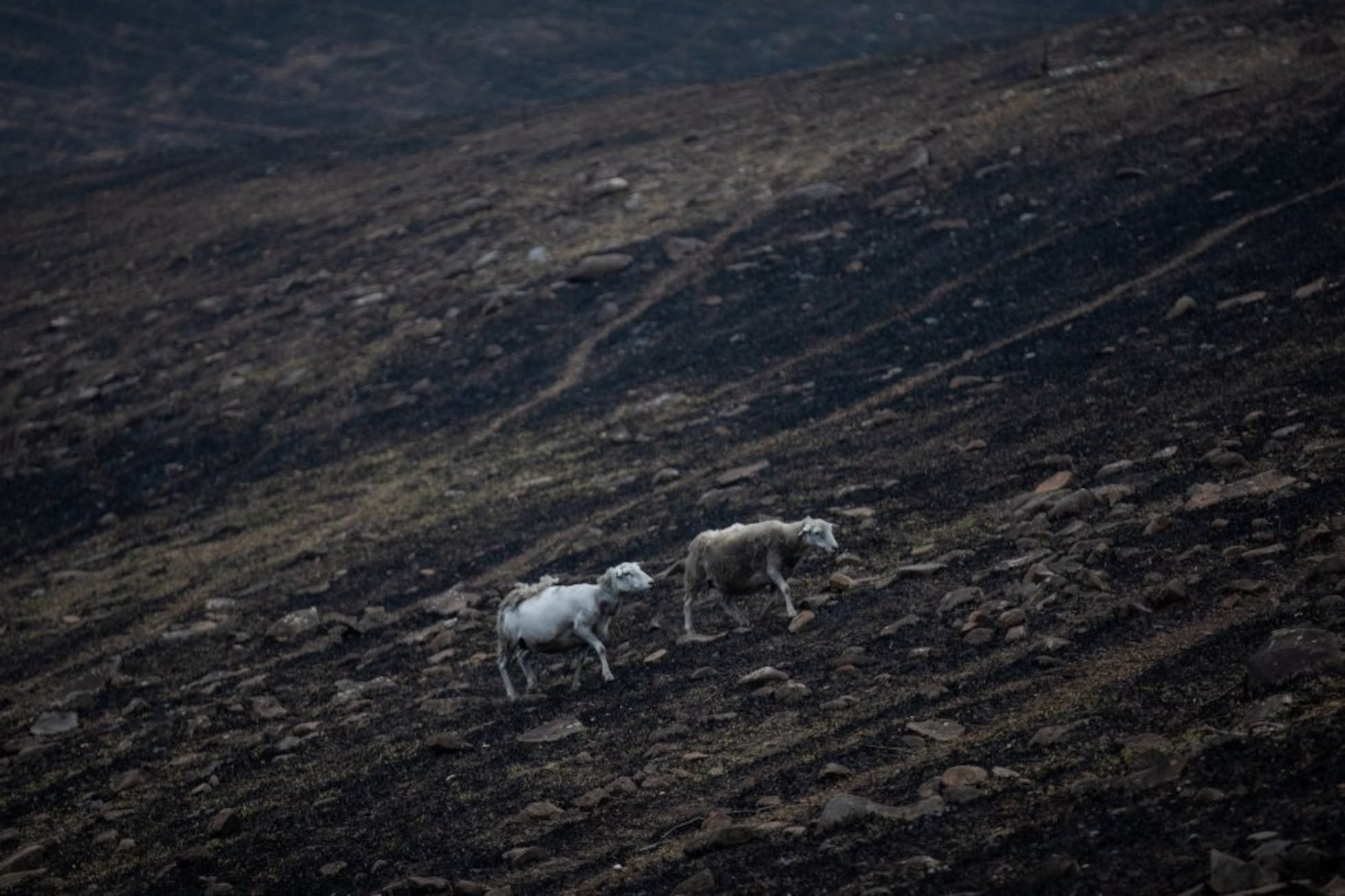 Incendios en Australia 1.000 millones de animales calcinados: 1.000 ...