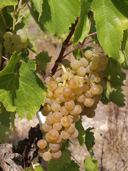 El resurgir de Oneca: Navarra recupera una variedad antigua de uva a ...