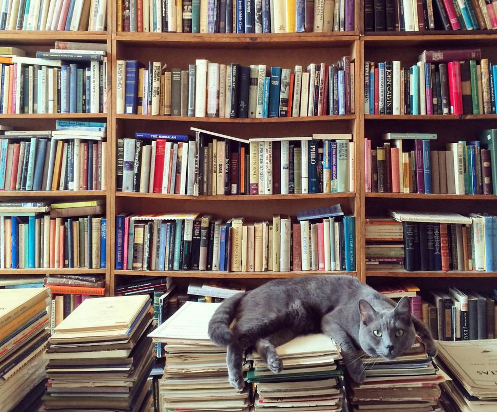 Cinco libros sobre gatos a los que no me pude resistir | Animales y CIA ...