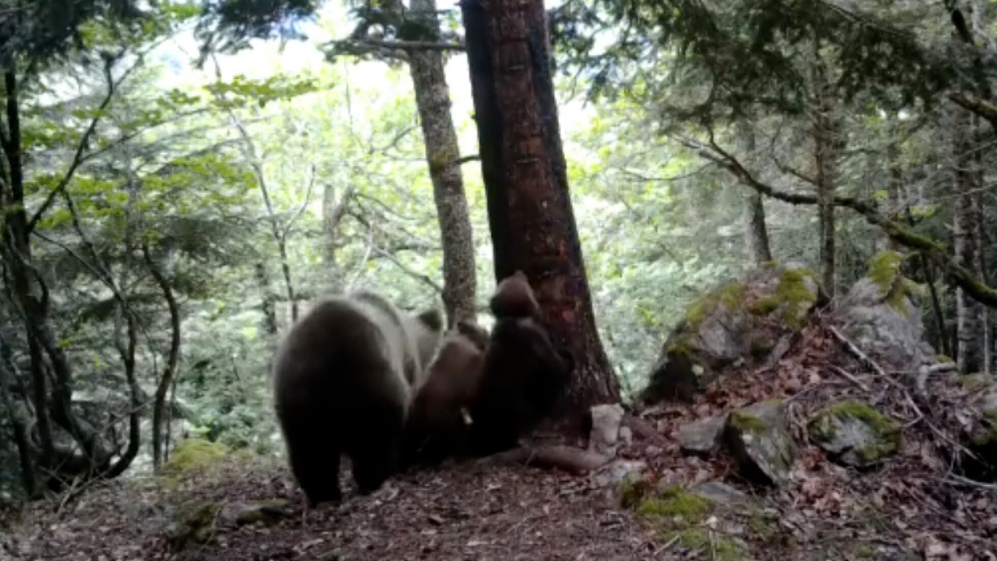 Las primeras imágenes del año de una osa parda y sus dos crías en el ...