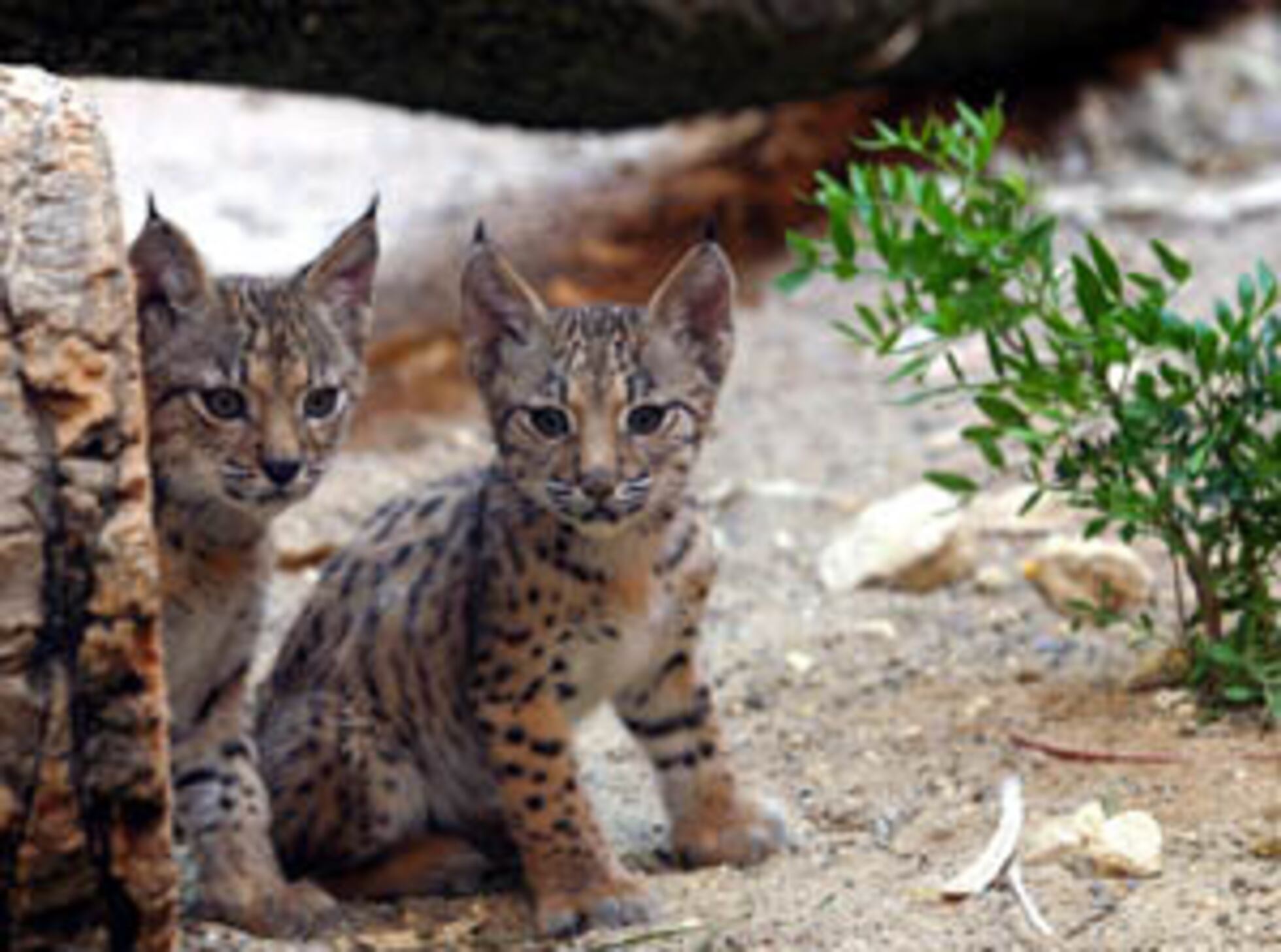 Doñana: Muere con 20 años Aura, lince ibérica emblemática que deja 900 ...