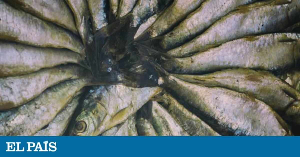 Els xuetes i els comestibles | Opinió | EL PAÍS