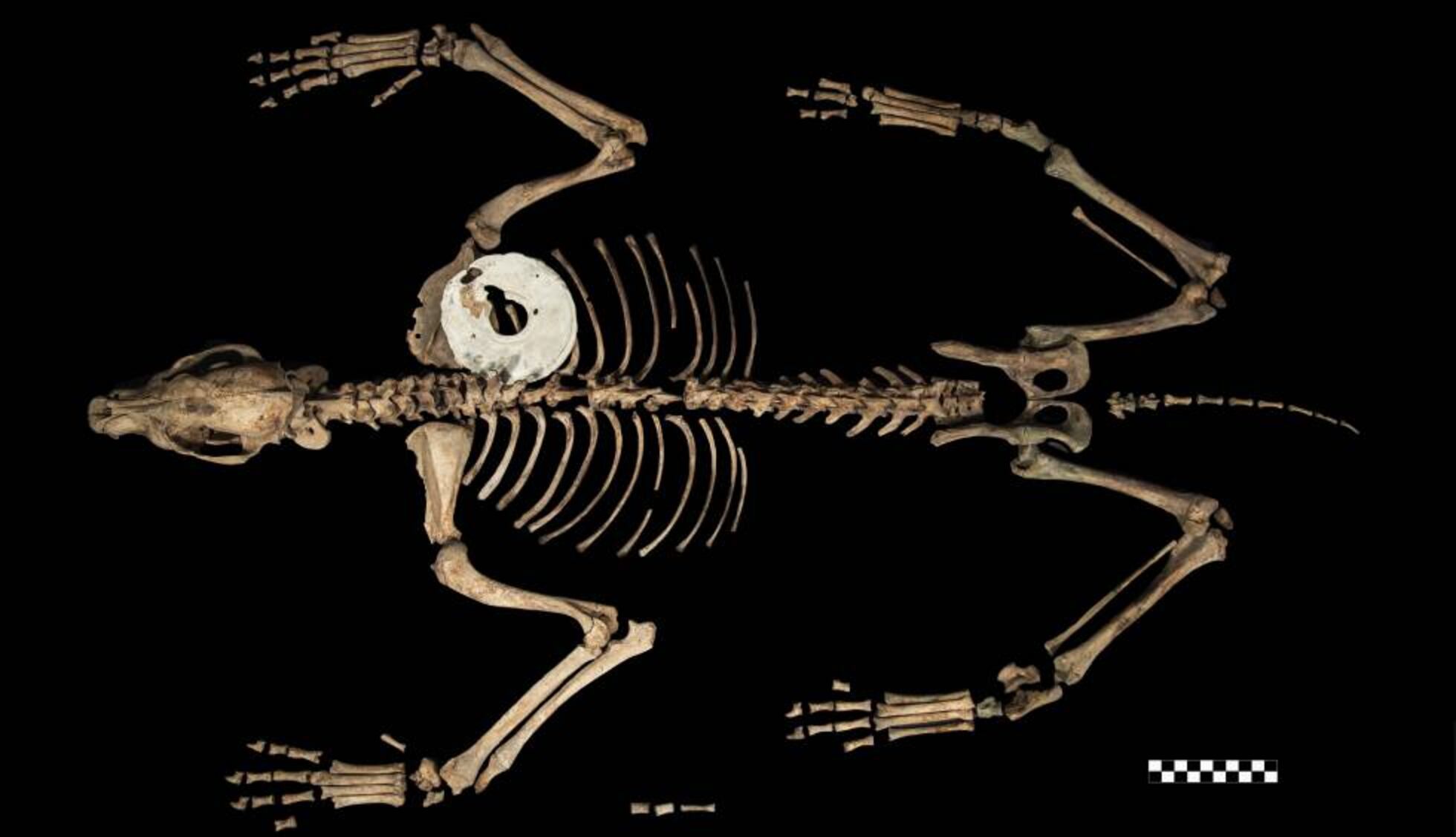 Animales de Tenochtitlan | Fotos | Cultura | EL PAÍS