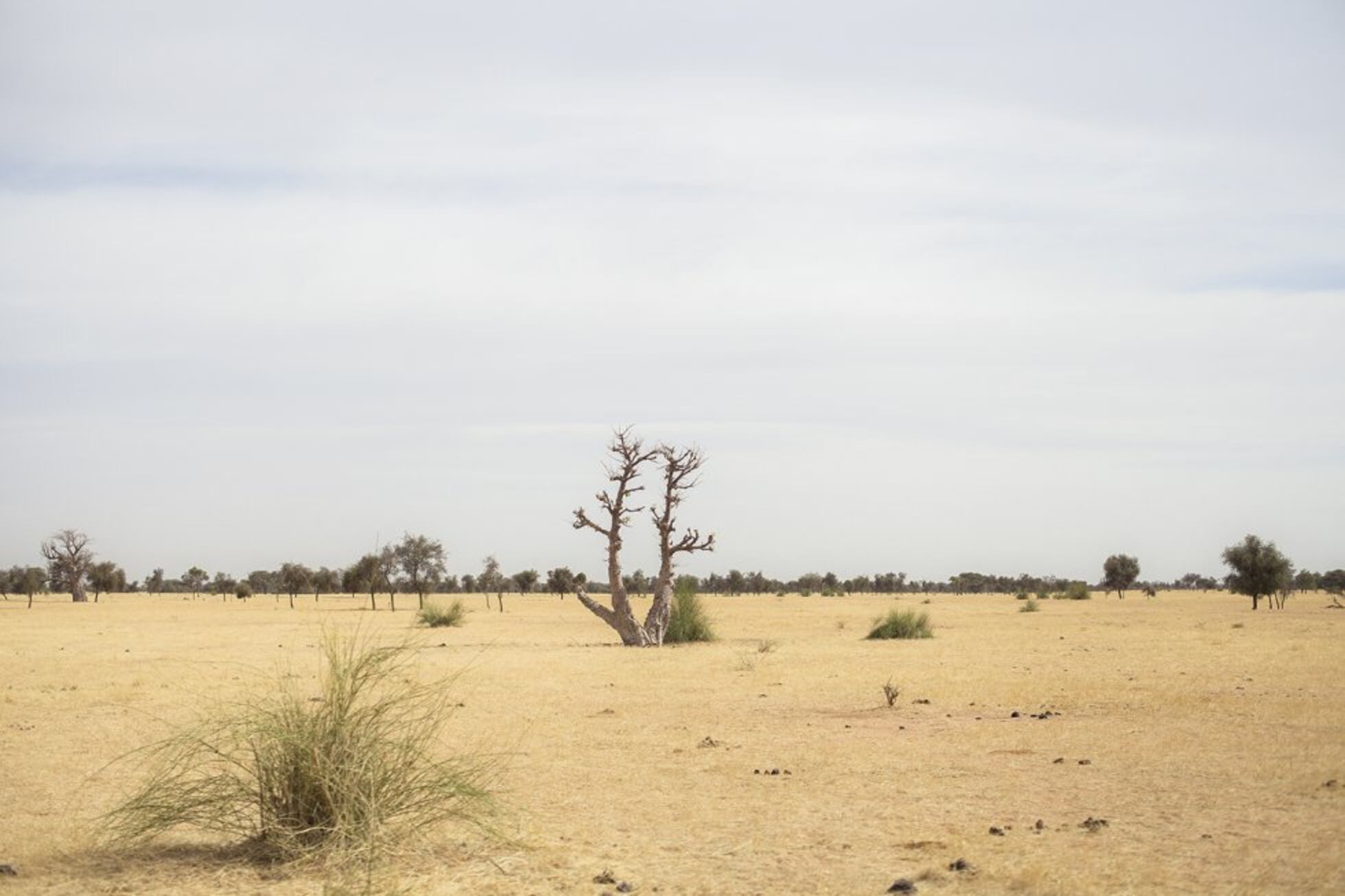 Senegal El Ferlo, un desierto que invoca a la lluvia: El Ferlo, un ...