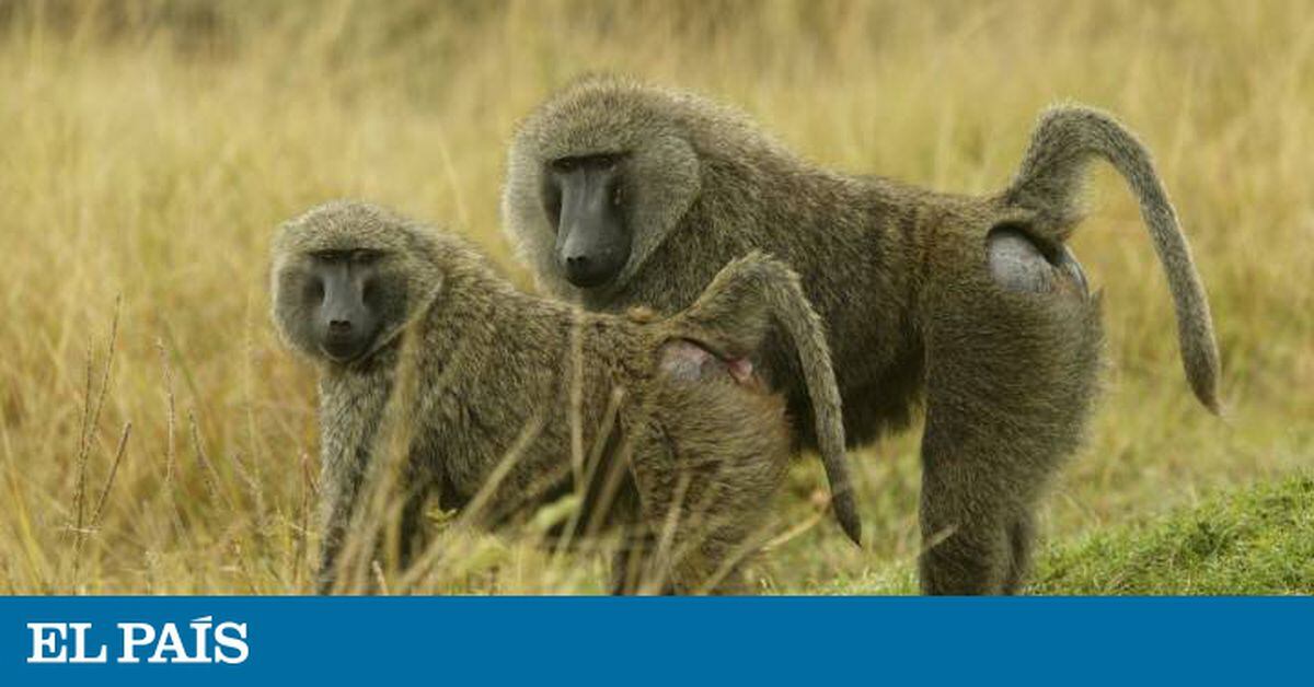 Dos monos sobreviven más de seis meses con corazones de cerdo | Ciencia ...