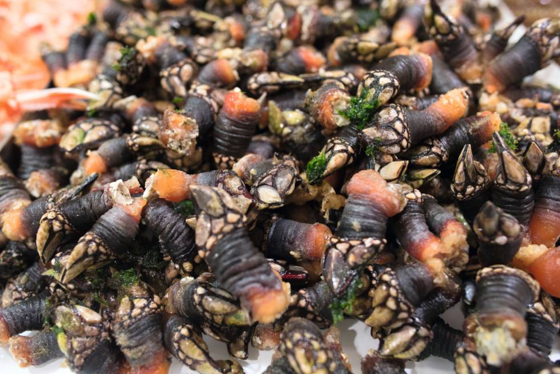 El viaje del percebe | EL PAÍS Semanal | EL PAÍS