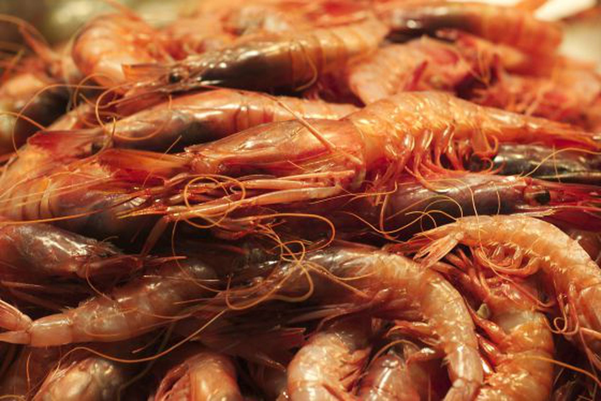 La gamba de Palamós recupera su talla | Cataluña | EL PAÍS