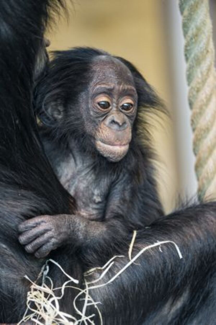 La grasa ayudó a los humanos a conquistar el mundo | Ciencia | EL PAÍS