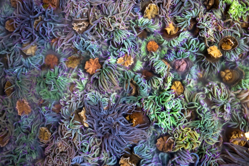 Ortiguilla, la anémona urticante que se consumía en los años del hambre ...