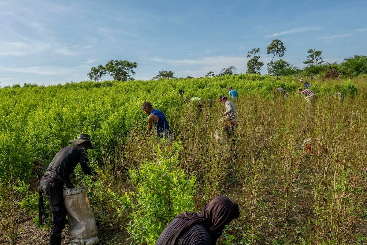 Tibú: Kilos de coca enterrados: los campesinos del municipio con más ...