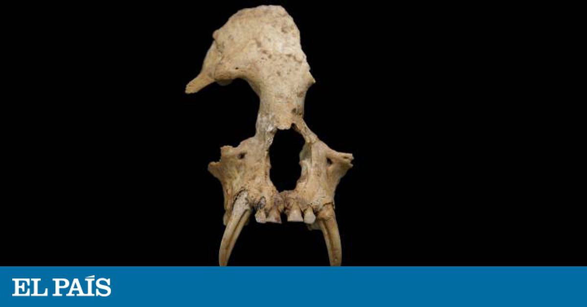 Hallada una nueva especie de simio en una antigua tumba real de China ...