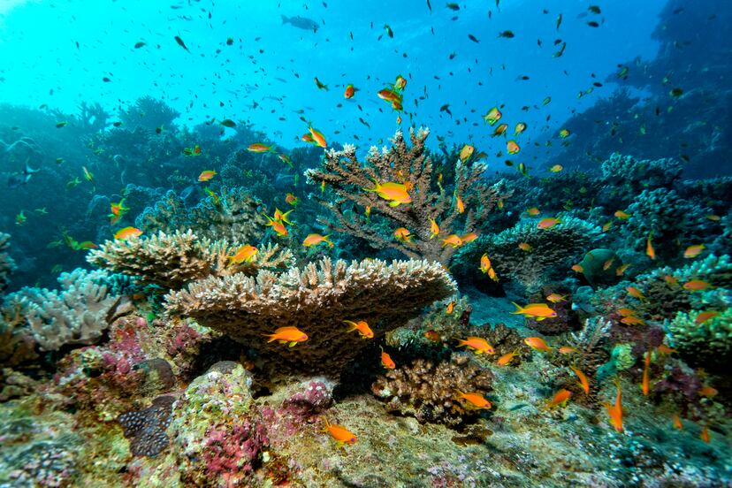 El último refugio de los corales en el mar Rojo | Clima y Medio ...