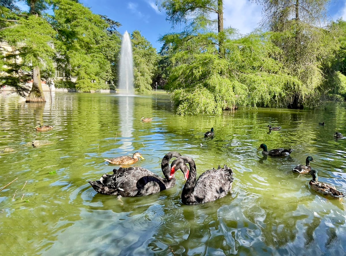 Luna, la cisne negro del Parque del Retiro, ya tiene novio | Noticias ...