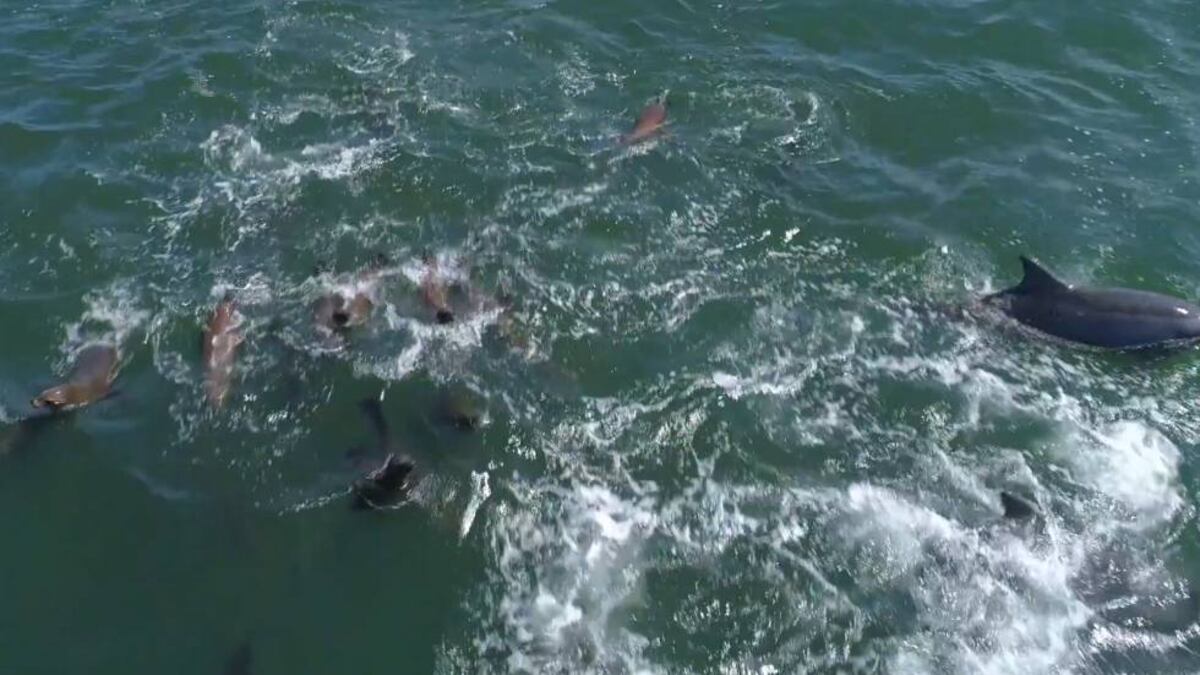 Un dron captura a 1.500 delfines jugando con dos ballenas | Vídeos | EL ...