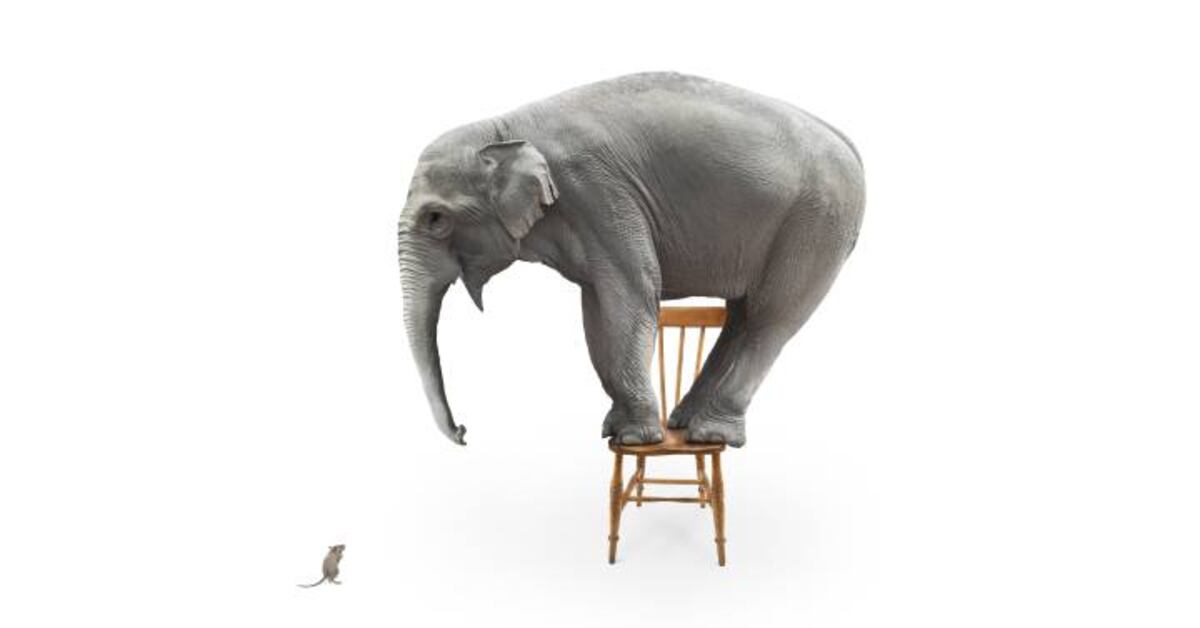 La triste historia de ‘Topsy’, la elefanta de circo electrocutada en ...