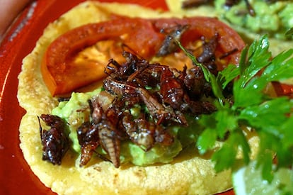 Gastrogonzo: Catar insectos (y descubrir que están ricos) | El ...