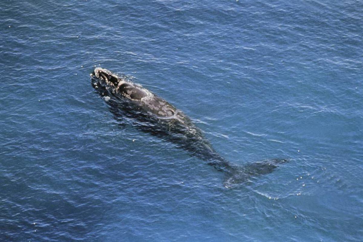 Canadá protege a la ballena negra del Atlántico Norte | Mundo animal ...