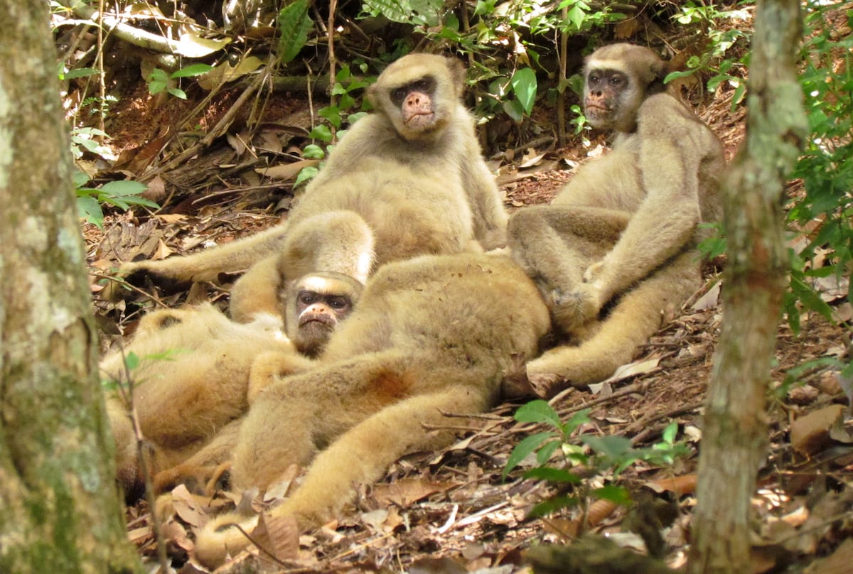 Los monos están bajando de los árboles | Ciencia | EL PAÍS