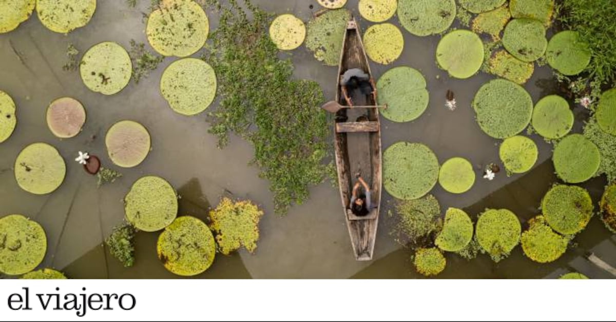 Cómo organizar un viaje al Amazonas, el destino de los grandes ...