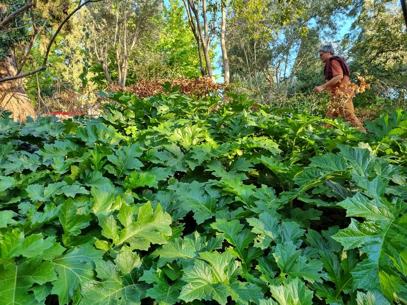 El exuberante acanto, la planta que une la botánica, la arquitectura y ...