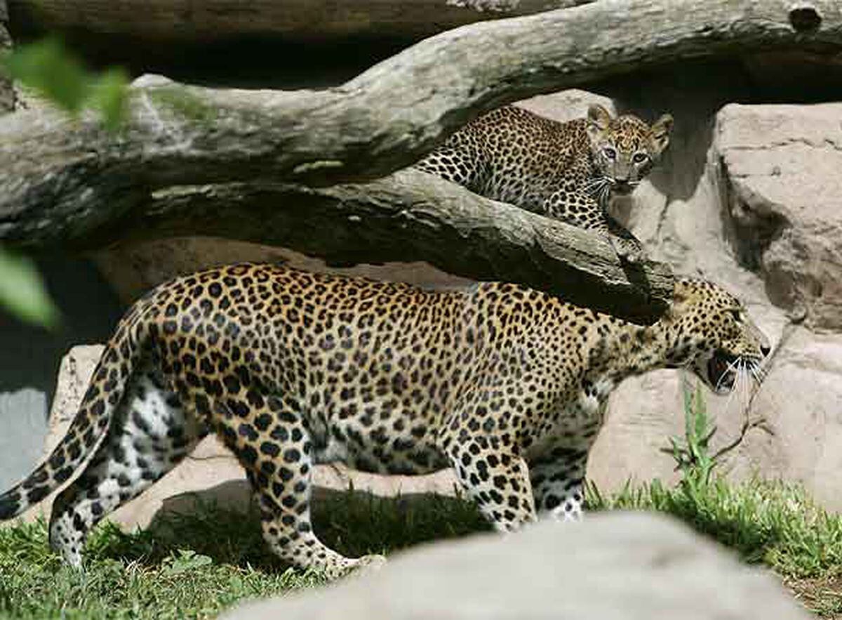 La cría de leopardo de Sri Lanka | Andalucía | España | EL PAÍS