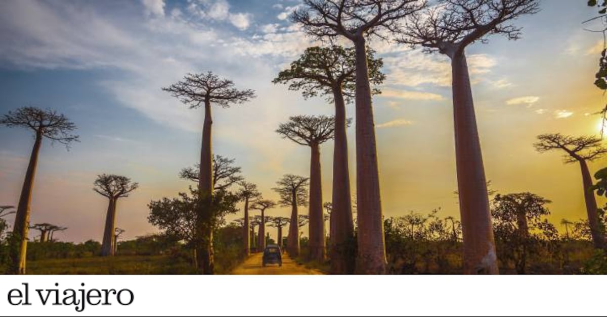 Madagascar, una isla como de otro planeta | El Viajero | EL PAÍS