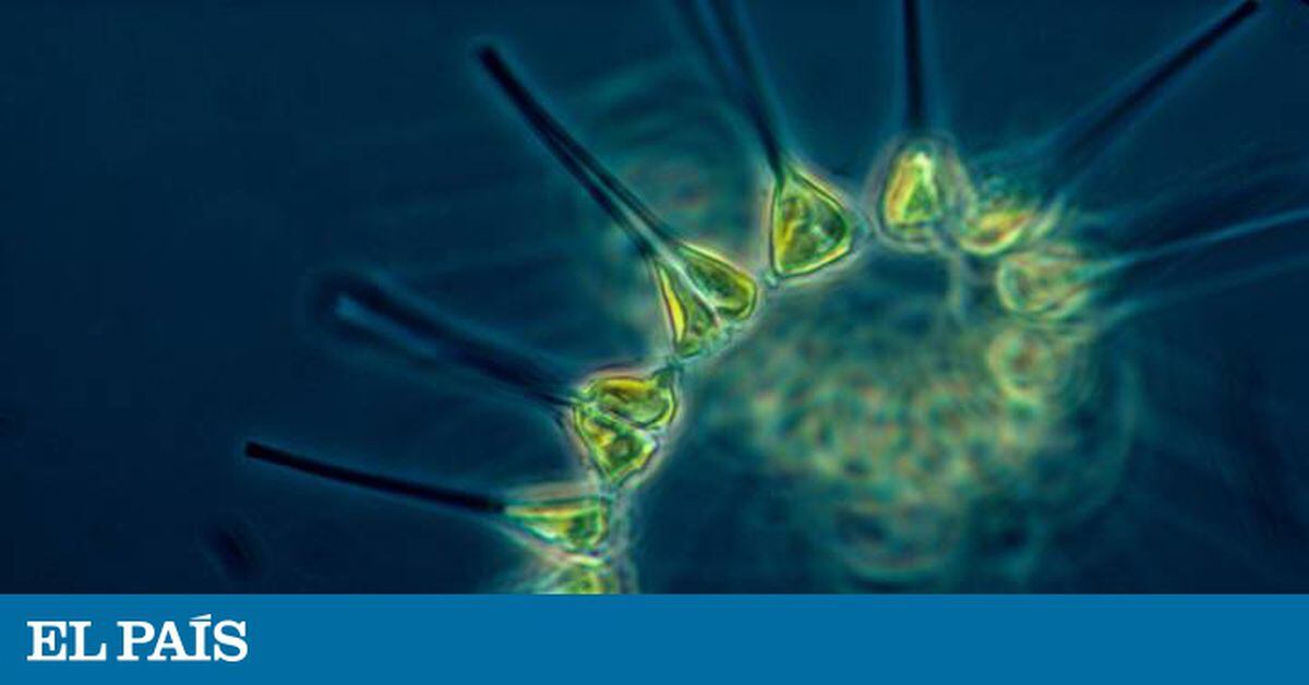 Los misteriosos ‘mixótrofos’ asesinos que dominan la vida en los ...