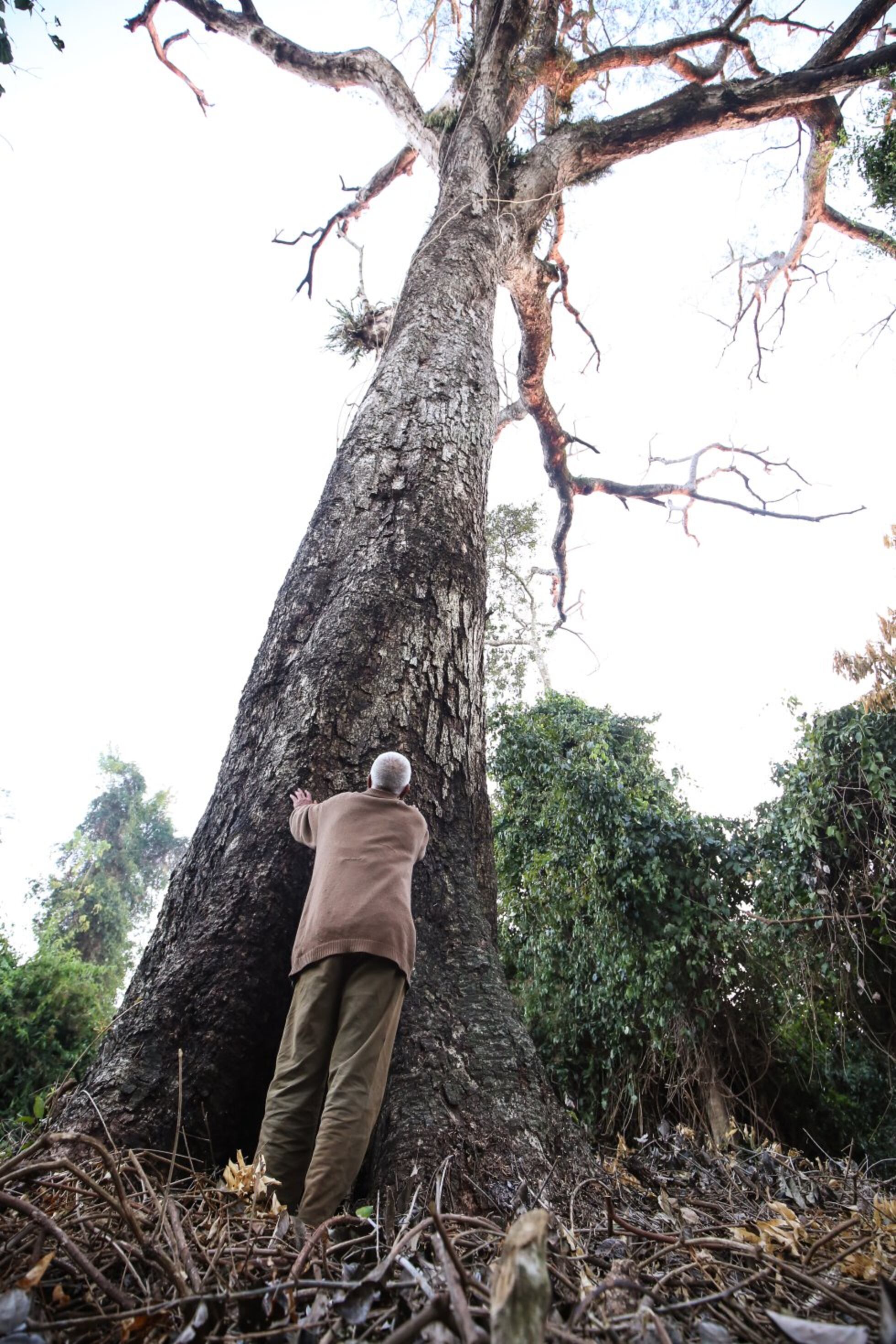 Los mayores árboles de Paraguay | Fotos | Planeta Futuro | EL PAÍS