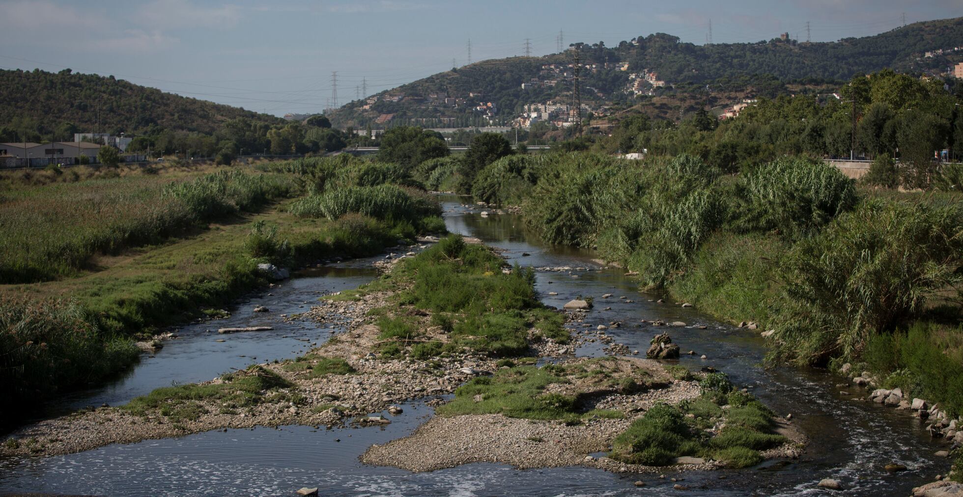 Detectado un caso de gripe aviar en el río Besòs, en Barcelona ...