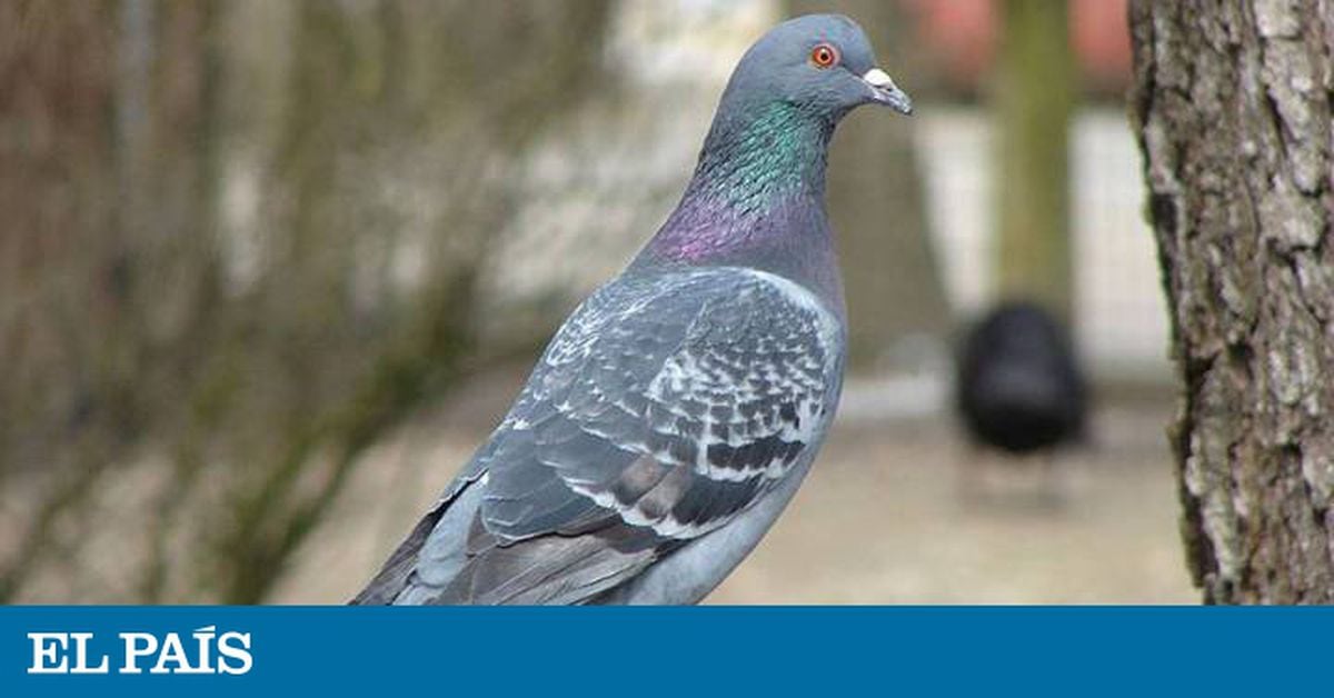 Cádiz destierra 5.000 palomas a 760 kilómetros | Diario De España | EL PAÍS