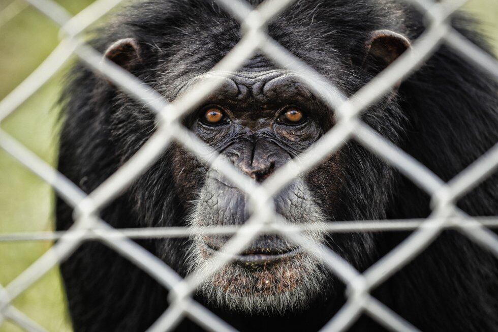 La segunda vida de los primates rescatados | Fotos | Fotos | EL PAÍS