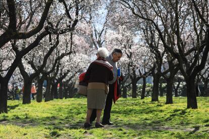 Almendros en flor en la Quinta de los Molinos de Madrid | Fotos ...