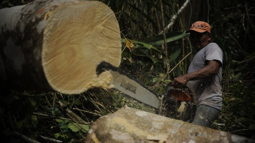 Explotación forestal en EL PAÍS