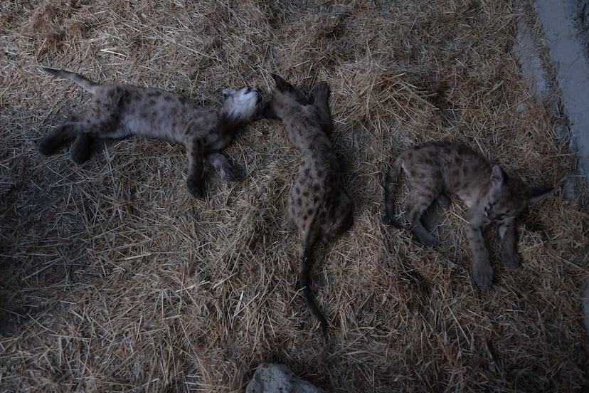 Los Pumas de la UNAM rescatan a tres felinos, su animal emblema, para ...