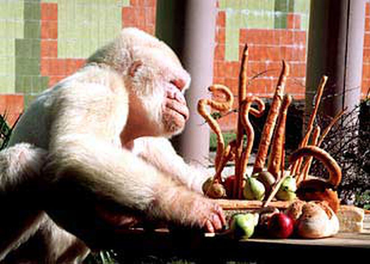 Copito de nieve celebra sus 35 años en Barcelona | Noticias de Cataluña ...