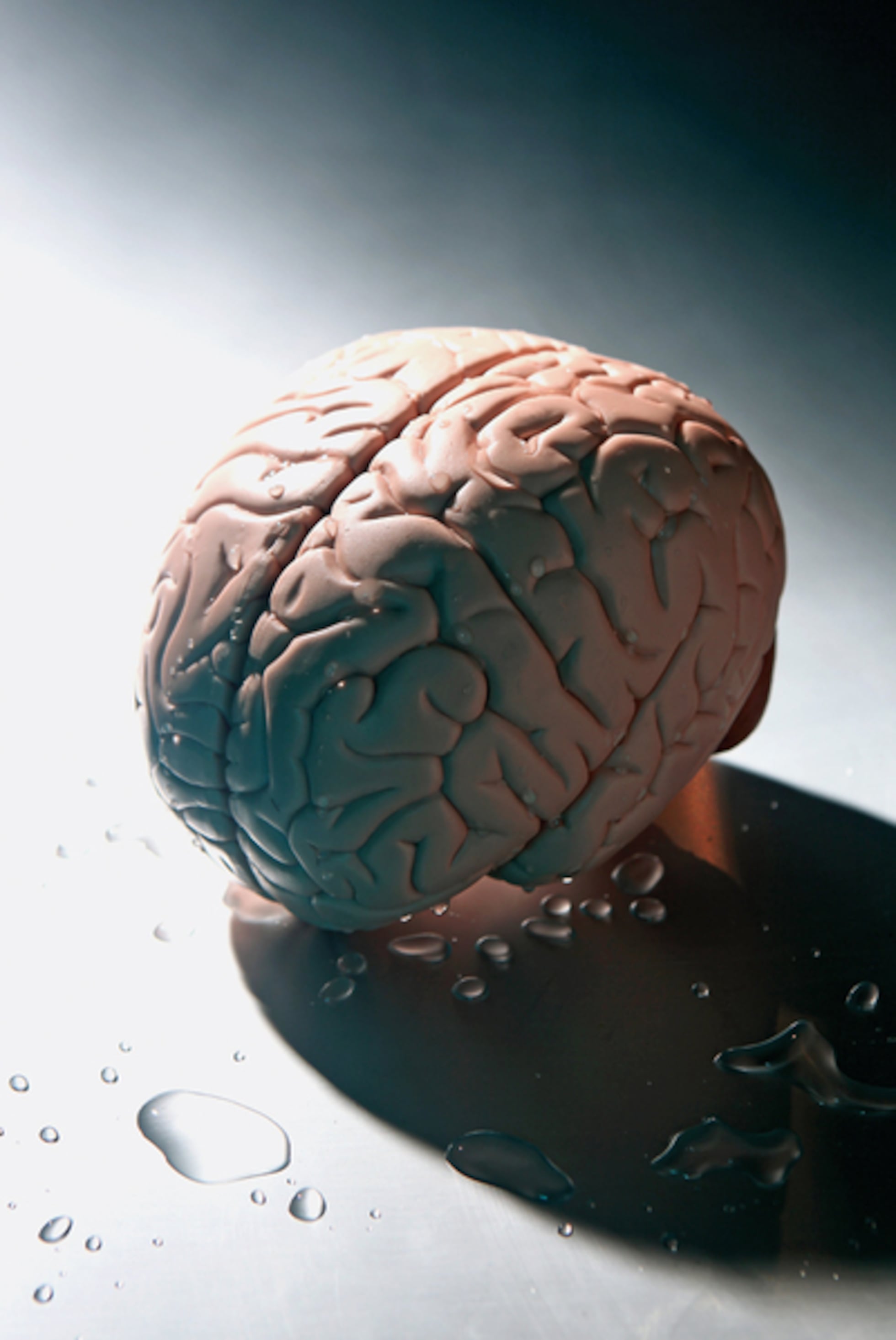 Cerebros ... y cerebras | EL PAÍS Semanal | EL PAÍS