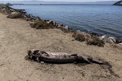 Toneladas de peces muertos en las costas de California, en imágenes ...