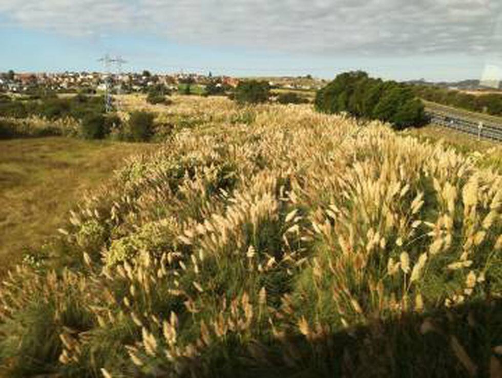 El plumero de la pampa, la planta que pasó de ser ornamental a invasora ...